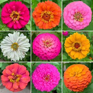 Zin Master - Zinnia Flower Seed Mix - 1 Pound - Mixed Wildflower Seeds, Attracts Bees, Attracts Butterflies, Attracts Hummingbirds, Attracts Pollinators, Easy to Grow & Maintain, Cut Flower Garden