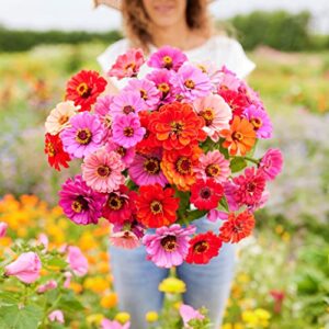 zinnia seeds – dahlia flowered – packet – pink/yellow/orange flower seeds, open pollinated seed attracts bees, attracts butterflies, attracts hummingbirds, attracts pollinators