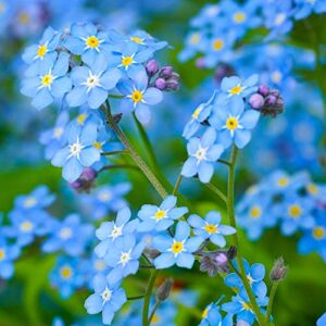 forget me not flowers (myosotis sylvatica) – over 5,000 premium seeds