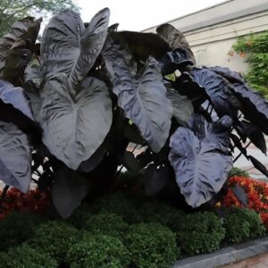 elephant ear bulbs – jumbo diamond head – 3 bulbs – black flower bulbs, bulb easy to grow & maintain, container garden