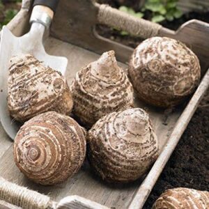 Elephant Ear Bulbs - Jumbo Diamond Head - 3 Bulbs - Black Flower Bulbs, Bulb Easy to Grow & Maintain, Container Garden