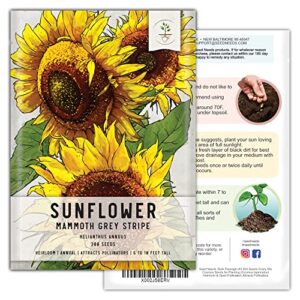 Seed Needs, 300+ Large Mammoth Grey Stripe Sunflower Seeds for Planting (Helianthus annuus) These Giant Sun Flowers Attract Hummingbirds, Bees and Butterflies (Pollinators) Bulk