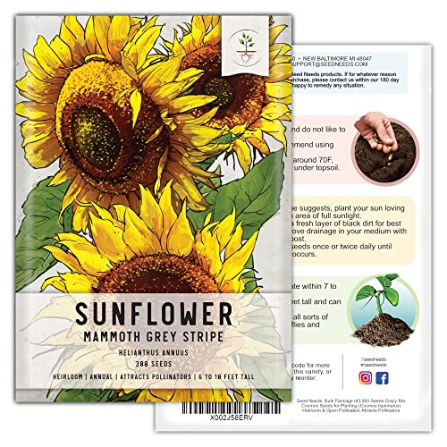 Seed Needs, 300+ Large Mammoth Grey Stripe Sunflower Seeds for Planting (Helianthus annuus) These Giant Sun Flowers Attract Hummingbirds, Bees and Butterflies (Pollinators) Bulk