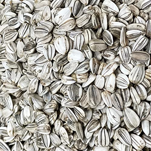 Seed Needs, 300+ Large Mammoth Grey Stripe Sunflower Seeds for Planting (Helianthus annuus) These Giant Sun Flowers Attract Hummingbirds, Bees and Butterflies (Pollinators) Bulk