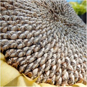 Seed Needs, 300+ Large Mammoth Grey Stripe Sunflower Seeds for Planting (Helianthus annuus) These Giant Sun Flowers Attract Hummingbirds, Bees and Butterflies (Pollinators) Bulk