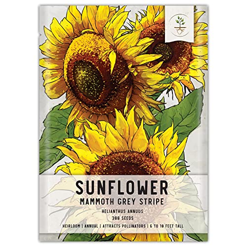 Seed Needs, 300+ Large Mammoth Grey Stripe Sunflower Seeds for Planting (Helianthus annuus) These Giant Sun Flowers Attract Hummingbirds, Bees and Butterflies (Pollinators) Bulk