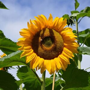 sunflower seeds – mammoth grey-stripe – 5 pounds – yellow flower seeds, heirloom seed attracts bees, attracts butterflies, attracts pollinators, easy to grow & maintain, edible, cut flower garden