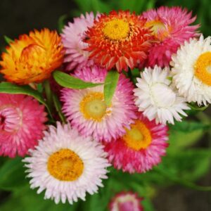 strawflower seeds – swiss giant mix – packet – pink/orange/yellow flower seeds, attracts bees, attracts butterflies, attracts pollinators, easy to grow & maintain, cut flower garden