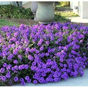 Moss Verbena - 50 + GROUNDCOVER Seeds - Creeping Perennial Purple Flower - USA