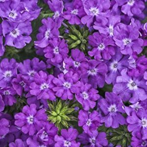 Moss Verbena - 50 + GROUNDCOVER Seeds - Creeping Perennial Purple Flower - USA