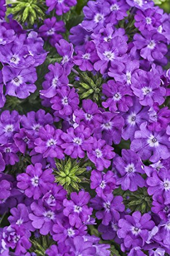 Moss Verbena - 50 + GROUNDCOVER Seeds - Creeping Perennial Purple Flower - USA