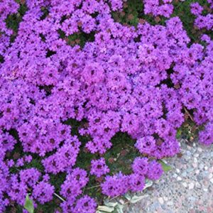 Moss Verbena - 50 + GROUNDCOVER Seeds - Creeping Perennial Purple Flower - USA