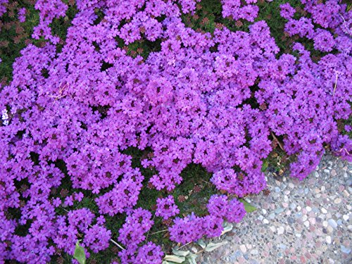 Moss Verbena - 50 + GROUNDCOVER Seeds - Creeping Perennial Purple Flower - USA