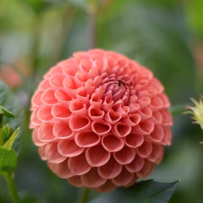 Dahlia Bulbs (Ball) - Cornel Bronze - 8 Bulbs - Orange Flower Bulbs, Tuber Attracts Bees, Attracts Butterflies, Attracts Pollinators, Easy to Grow & Maintain, Fast Growing, Cut Flower Garden