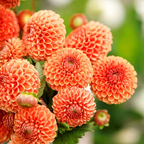 Dahlia Bulbs (Ball) - Cornel Bronze - 8 Bulbs - Orange Flower Bulbs, Tuber Attracts Bees, Attracts Butterflies, Attracts Pollinators, Easy to Grow & Maintain, Fast Growing, Cut Flower Garden