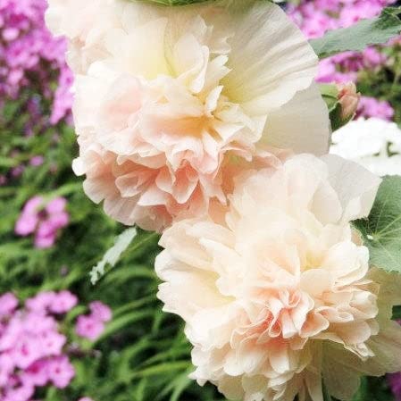 Hollyhock Seeds - Majorette Double Champagne - Packet - Pink Flower Seeds, Heirloom Seed Attracts Bees, Attracts Butterflies, Attracts Hummingbirds, Attracts Pollinators, Easy to Grow & Maintain