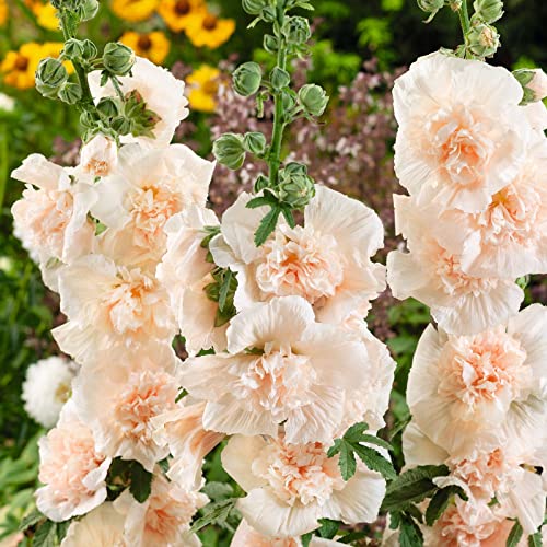 Hollyhock Seeds - Majorette Double Champagne - Packet - Pink Flower Seeds, Heirloom Seed Attracts Bees, Attracts Butterflies, Attracts Hummingbirds, Attracts Pollinators, Easy to Grow & Maintain