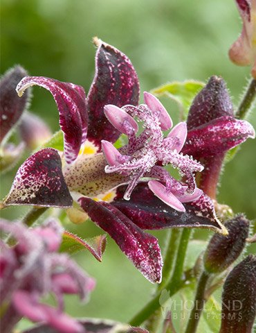 Raspberry Mousse Toadlily