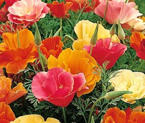 non gmo bulk california poppy seeds – mission bells mix eschscholzia californica 58,500 seeds (1/4 lb)