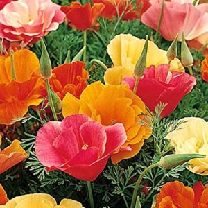 Non GMO Bulk California Poppy Seeds - Mission Bells Mix Eschscholzia californica 58,500 Seeds (1/4 Lb)