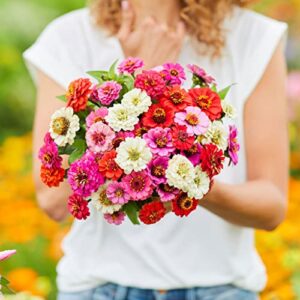 zinnia seeds (dwarf) – thumbelina – packet – pink/red/orange flower seeds, heirloom seed attracts bees, attracts butterflies, attracts hummingbirds, attracts pollinators, easy to grow & maintain