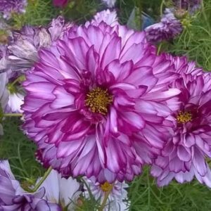 cosmos seeds – double click – double violet – packet – purple flower seeds, open pollinated seed attracts bees, attracts butterflies, attracts hummingbirds, attracts pollinators