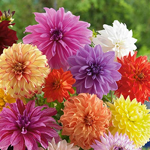 Mixed Dinnerplate Dahlia Bulbs - Assorted Colors - 3 Large Tubers