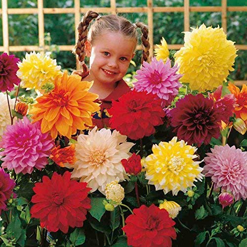 Mixed Dinnerplate Dahlia Bulbs - Assorted Colors - 3 Large Tubers