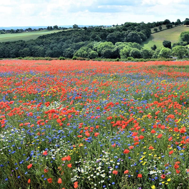 Back to Basics Flower Seed Mix - 5 Pounds - Mixed Wildflower Seeds, Attracts Bees, Attracts Butterflies, Attracts Hummingbirds, Attracts Pollinators, Easy to Grow & Maintain, Cut Flower Garden