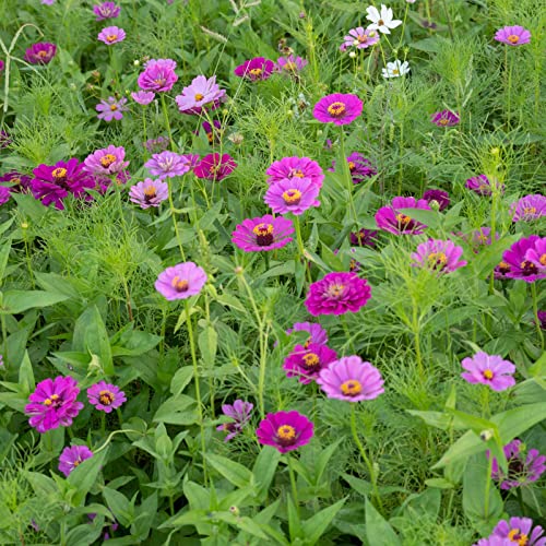 Purple Rain - Purple & White Flower Seed Mix - 5 Pounds - Purple/White/Mixed Wildflower Seeds, Attracts Bees, Attracts Butterflies, Attracts Hummingbirds, Attracts Pollinators