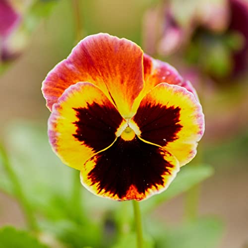 Pansy Seeds - Mix - 1/4 Pound - Purple/Yellow/White Flower Seeds, Heirloom Seed Attracts Bees, Attracts Butterflies, Attracts Pollinators, Fragrant, Container Garden