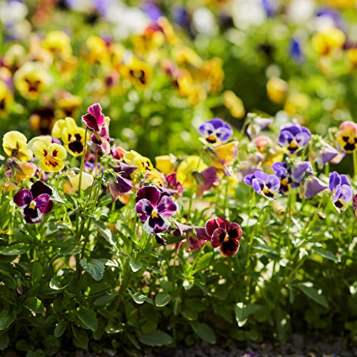 Pansy Seeds - Mix - 1/4 Pound - Purple/Yellow/White Flower Seeds, Heirloom Seed Attracts Bees, Attracts Butterflies, Attracts Pollinators, Fragrant, Container Garden