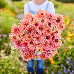 zinnia seeds – senorita – packet – pink flower seeds, open pollinated seed attracts bees, attracts butterflies, attracts hummingbirds, attracts pollinators, easy to grow & maintain, fast growing