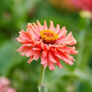 Zinnia Seeds - Senorita - Packet - Pink Flower Seeds, Open Pollinated Seed Attracts Bees, Attracts Butterflies, Attracts Hummingbirds, Attracts Pollinators, Easy to Grow & Maintain, Fast Growing