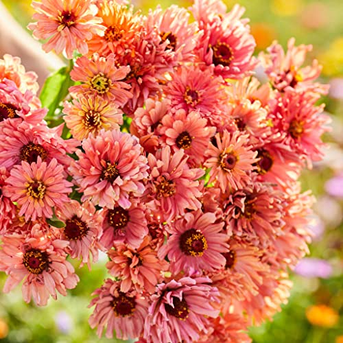 Zinnia Seeds - Senorita - Packet - Pink Flower Seeds, Open Pollinated Seed Attracts Bees, Attracts Butterflies, Attracts Hummingbirds, Attracts Pollinators, Easy to Grow & Maintain, Fast Growing