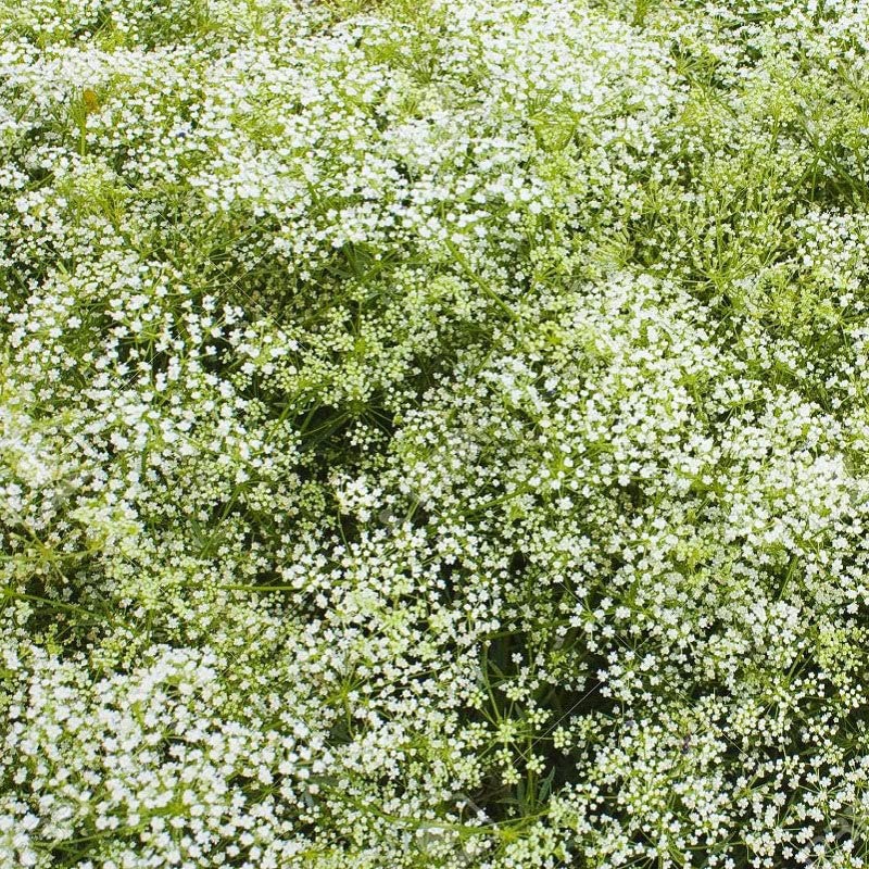 Perennial Babys Breath Seeds - 1 Pound - White Flower Seeds, Heirloom Seed Attracts Bees, Attracts Butterflies, Attracts Pollinators, Easy to Grow & Maintain, Extended Bloom Time, Fast Growing, Cut