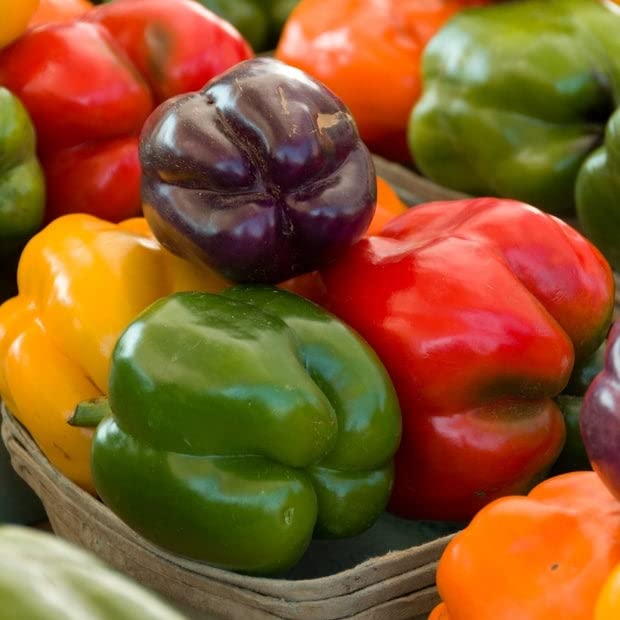 Sweet Pepper Seeds - Rainbow Bell Blend - 1/4 Pound - Vegetable Seeds, Heirloom Seed Easy to Grow & Maintain, Container Garden