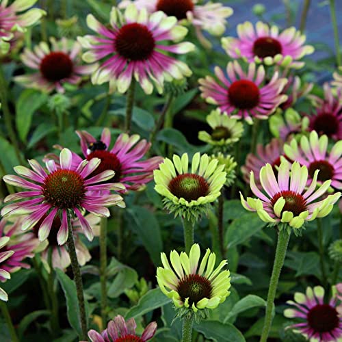 Echinacea Roots - Green Twister - 8 Roots - Green Flower Bulbs, Root Attracts Hummingbirds, Attracts Pollinators, Easy to Grow & Maintain, Fragrant, Container Garden