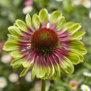 Echinacea Roots - Green Twister - 8 Roots - Green Flower Bulbs, Root Attracts Hummingbirds, Attracts Pollinators, Easy to Grow & Maintain, Fragrant, Container Garden