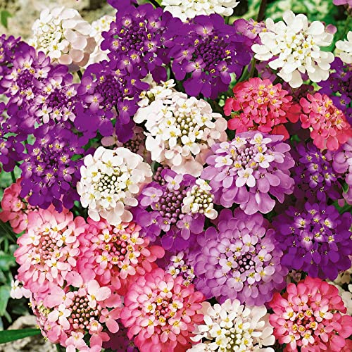 Candytuft Seeds (Dwarf) - Fairy Mix - 1 Pound - Purple/Pink/White Flower Seeds, Heirloom Seed Attracts Bees, Attracts Butterflies, Attracts Pollinators, Edible, Extended Bloom Time, Fragrant