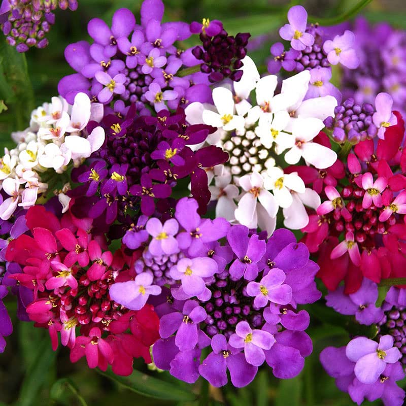 Candytuft Seeds (Dwarf) - Fairy Mix - 1 Pound - Purple/Pink/White Flower Seeds, Heirloom Seed Attracts Bees, Attracts Butterflies, Attracts Pollinators, Edible, Extended Bloom Time, Fragrant