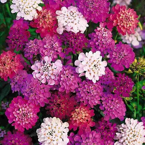 Candytuft Seeds (Dwarf) - Fairy Mix - 1 Pound - Purple/Pink/White Flower Seeds, Heirloom Seed Attracts Bees, Attracts Butterflies, Attracts Pollinators, Edible, Extended Bloom Time, Fragrant