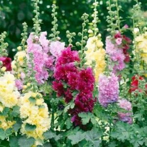 hollyhock seeds (dwarf) – queeny mix – 1/4 pound – pink/red/yellow flower seeds, heirloom seed attracts bees, attracts butterflies, attracts hummingbirds, attracts pollinators