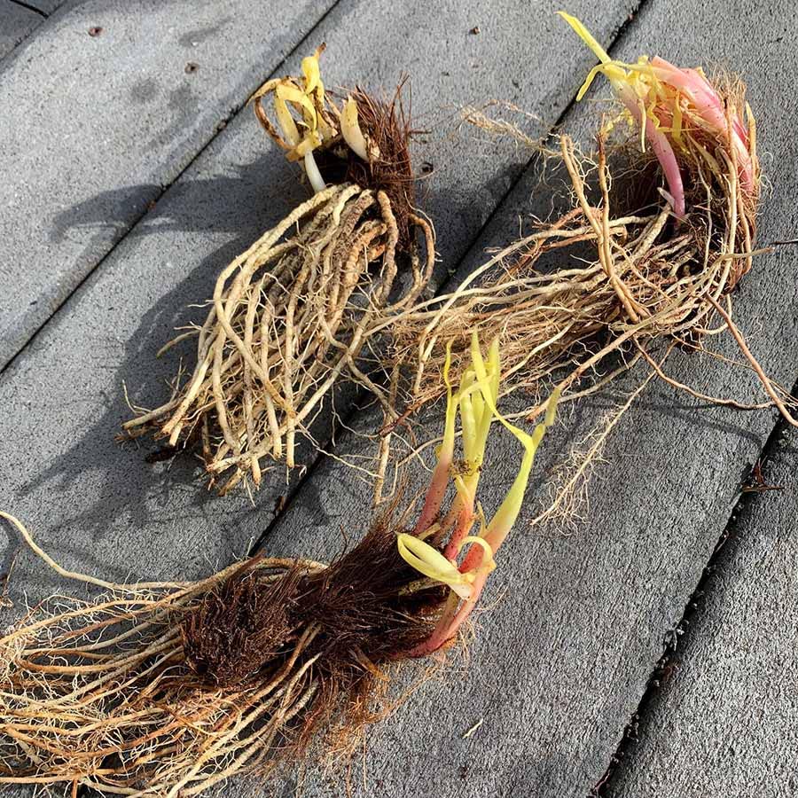 Siberian Iris Roots - Dance Ballerina Dance - 10 Roots - Pink Flower Bulbs, Root Attracts Bees, Attracts Butterflies, Attracts Pollinators, Easy to Grow & Maintain, Fragrant, Cut Flower Garden