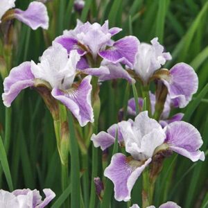 Siberian Iris Roots - Dance Ballerina Dance - 10 Roots - Pink Flower Bulbs, Root Attracts Bees, Attracts Butterflies, Attracts Pollinators, Easy to Grow & Maintain, Fragrant, Cut Flower Garden