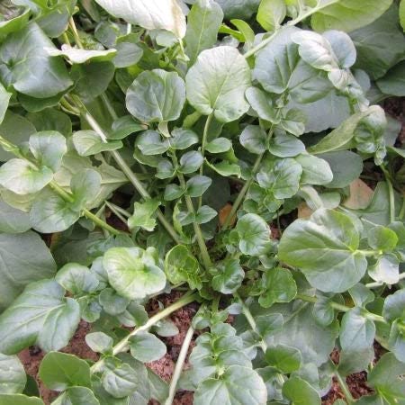 Cress Seeds - Upland - 5 Pounds - Vegetable Seeds, Open Pollinated Seed Fast Growing, Container Garden