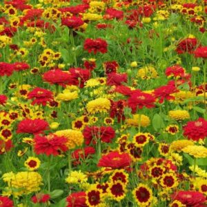 fiery mix – yellow & red flower seed mix – 5 pounds – yellow/red/mixed wildflower seeds, attracts bees, attracts butterflies, attracts hummingbirds, attracts pollinators, easy to grow & maintain