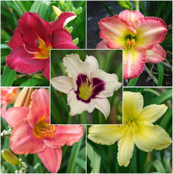 Daylily Roots - Fragrant Rebloomer Mix - 25 Roots - Mixed Flower Bulbs, Root Attracts Bees, Attracts Butterflies, Attracts Hummingbirds, Attracts Pollinators, Easy to Grow & Maintain, Fast Growing