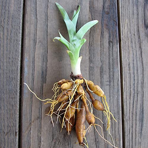 Daylily Roots - Fragrant Rebloomer Mix - 25 Roots - Mixed Flower Bulbs, Root Attracts Bees, Attracts Butterflies, Attracts Hummingbirds, Attracts Pollinators, Easy to Grow & Maintain, Fast Growing