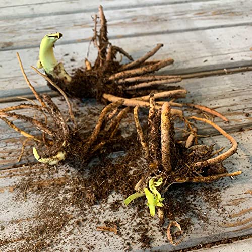 Daylily Roots - Fragrant Rebloomer Mix - 25 Roots - Mixed Flower Bulbs, Root Attracts Bees, Attracts Butterflies, Attracts Hummingbirds, Attracts Pollinators, Easy to Grow & Maintain, Fast Growing